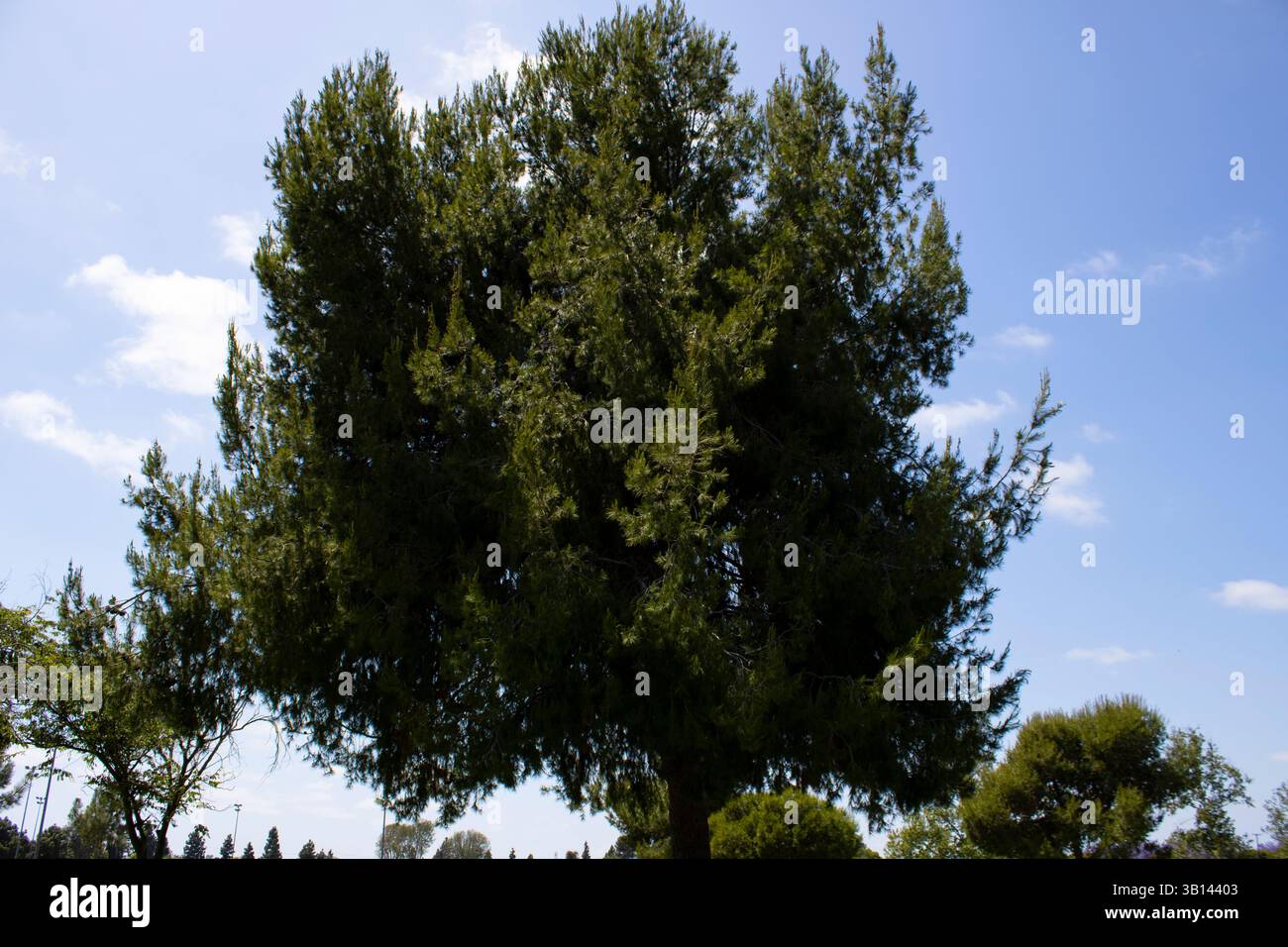 Large tree closeup tall hi-res stock photography and images - Alamy