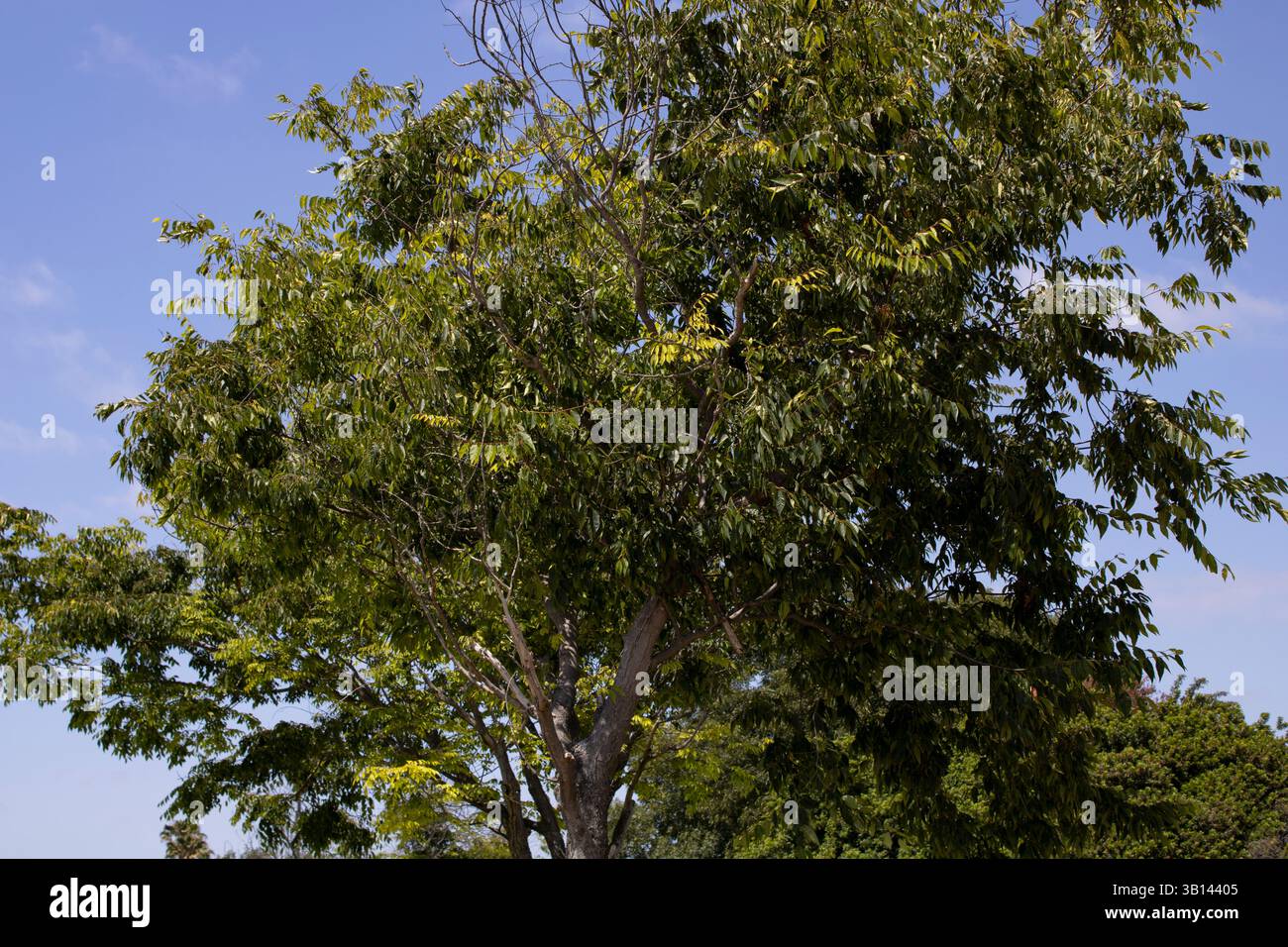 large and majestic green tree Stock Photo - Alamy