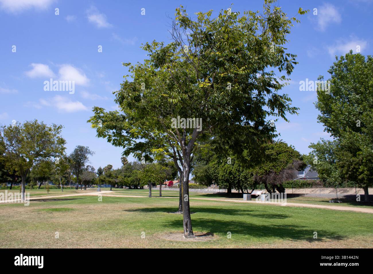 large and majestic green tree Stock Photo - Alamy