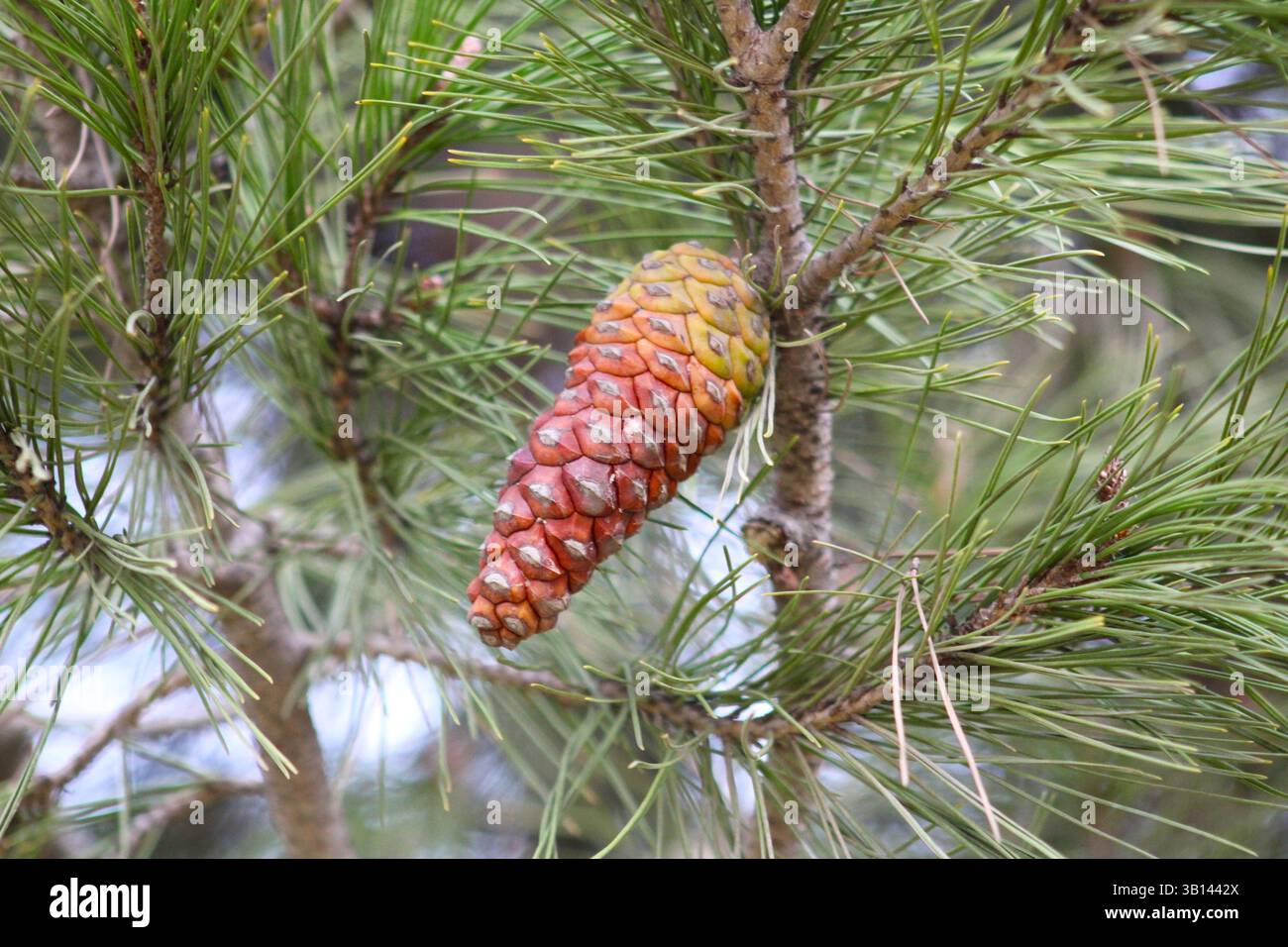 Pine cone colors hi-res stock photography and images - Alamy