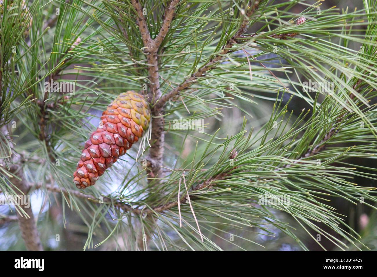 Red tipped pine cone hi-res stock photography and images - Alamy