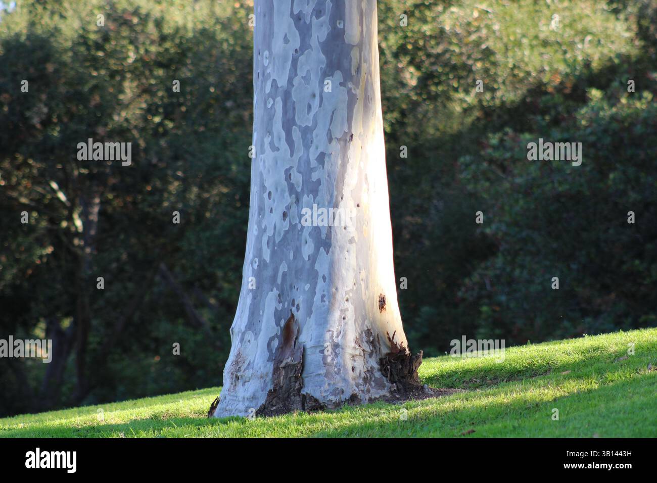 Smooth tree bark hi-res stock photography and images - Alamy