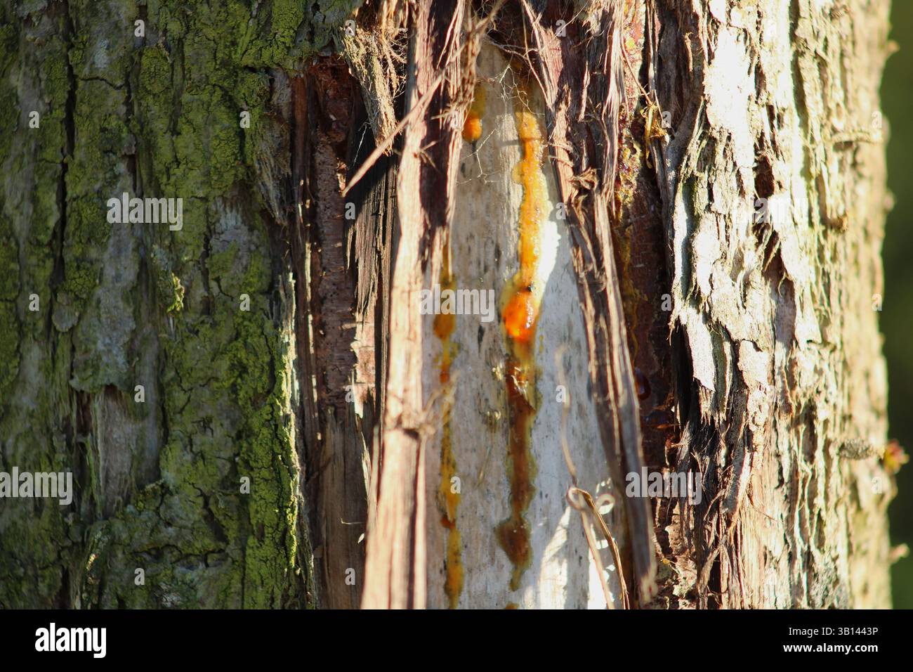 tree trunk leaking golden sap Stock Photo - Alamy