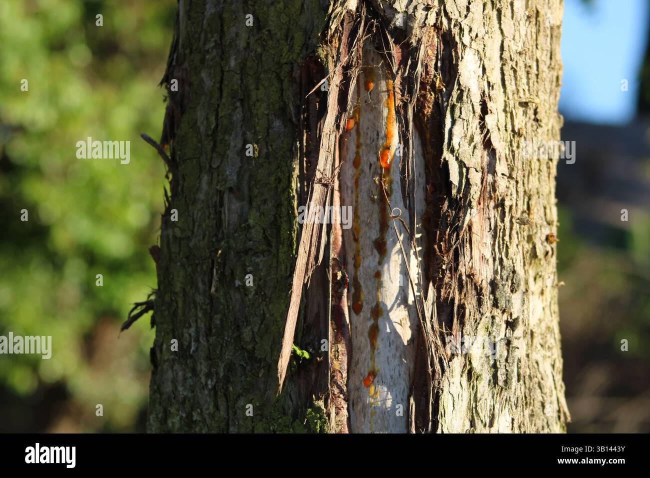 tree trunk leaking golden sap Stock Photo - Alamy