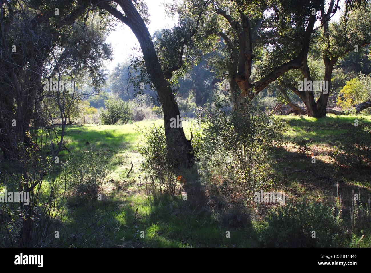 Large mature tree canopy hi-res stock photography and images - Alamy