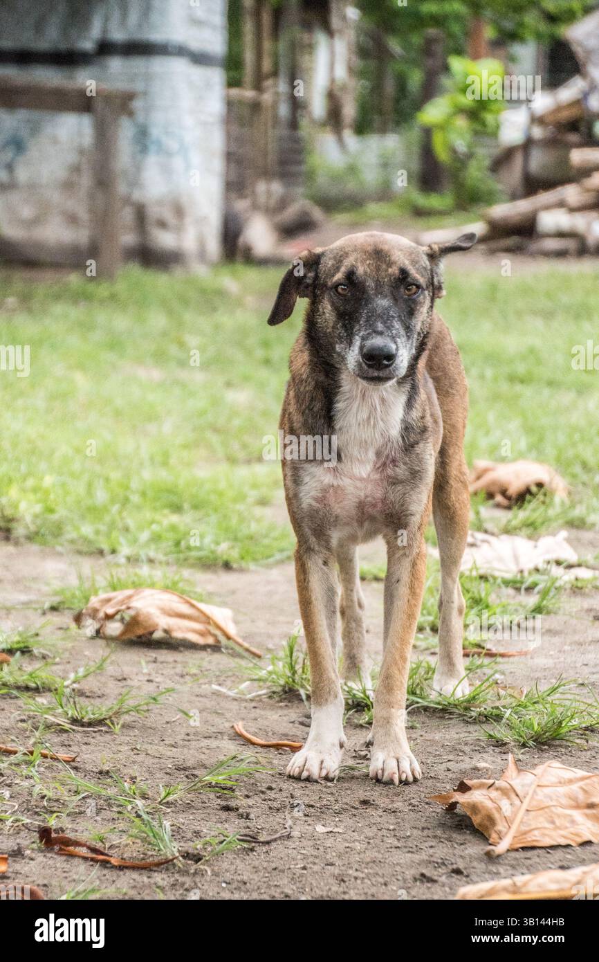 Portrait old stray dog hi-res stock photography and images - Alamy