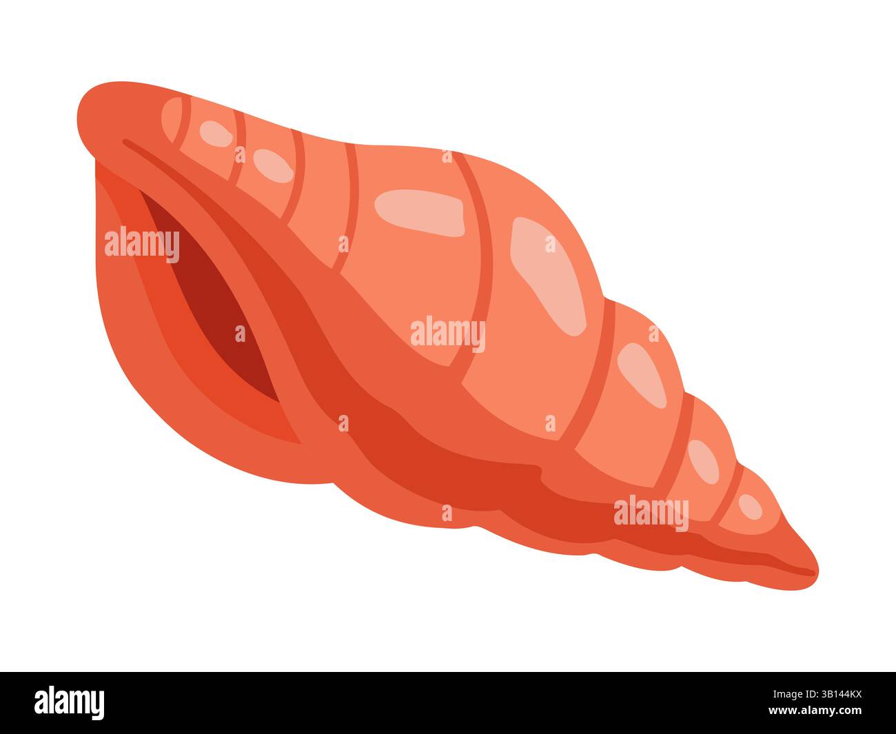 Conch spiral Shell in red color. Ocean exotic underwater seashell ...