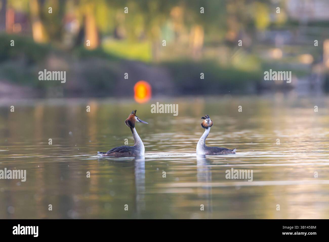 Redditch, UK. 24th April, 2025. UK weather: a pair of mating great-crested grebes dance away the ...