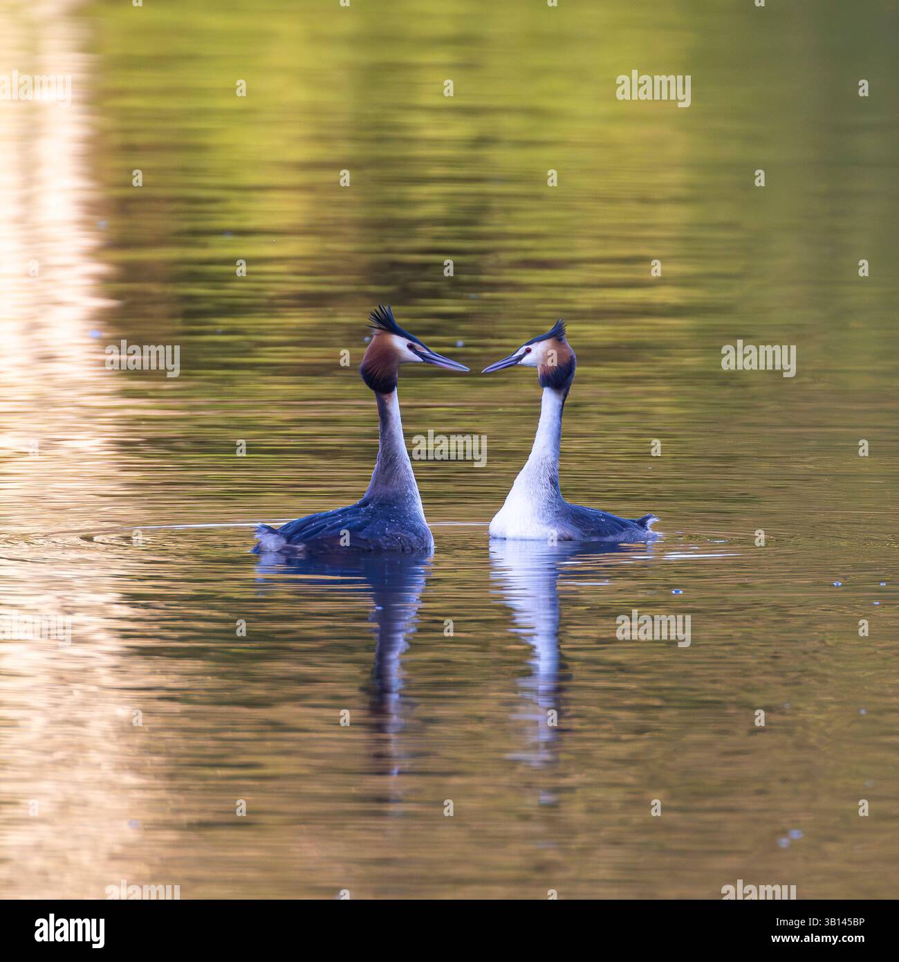 Redditch, UK. 24th April, 2025. UK weather: a pair of mating great ...