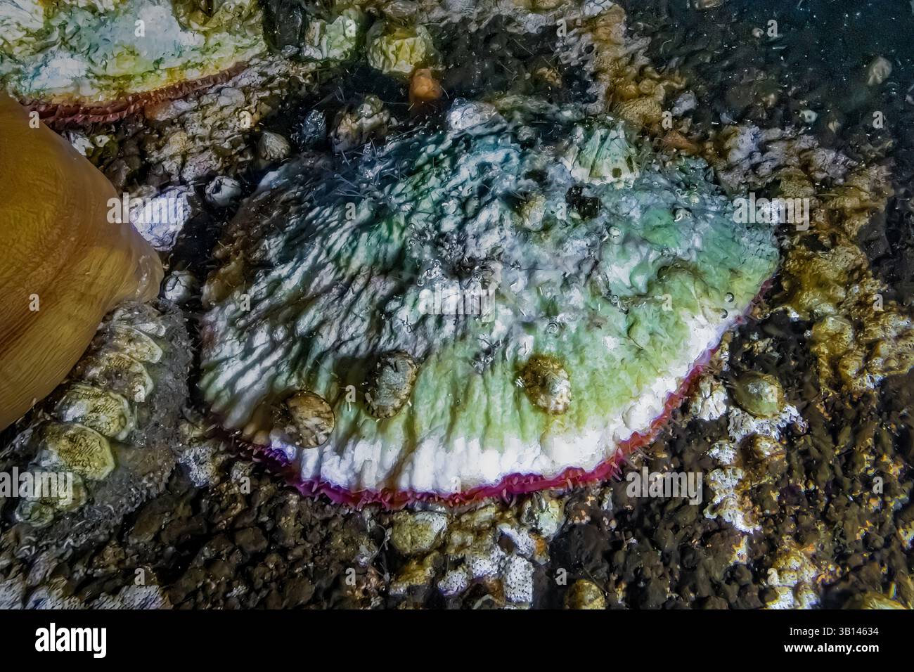 Giant Rock Scallop, Crassadoma gigantea, in Bremerton Marina ...