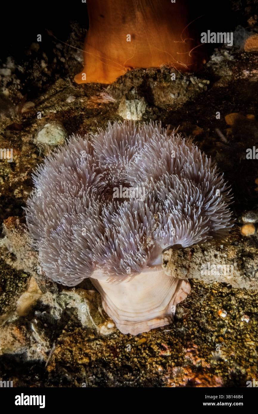 Short Plumose Anemone, Metridium dianthus, on docks in Bremerton Marina ...