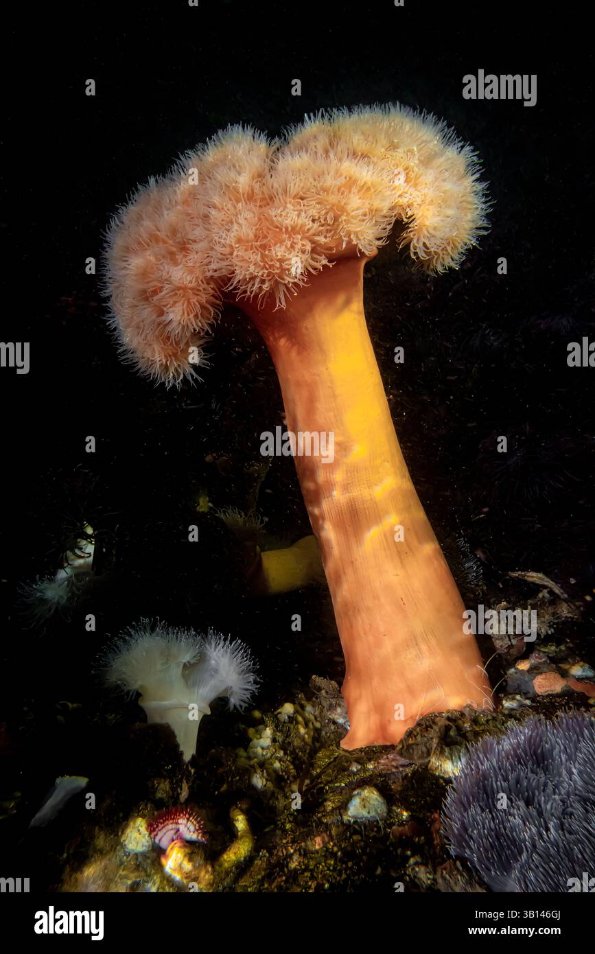 Giant Plumose Anemone, Metridium farcimen,with two color variants of ...
