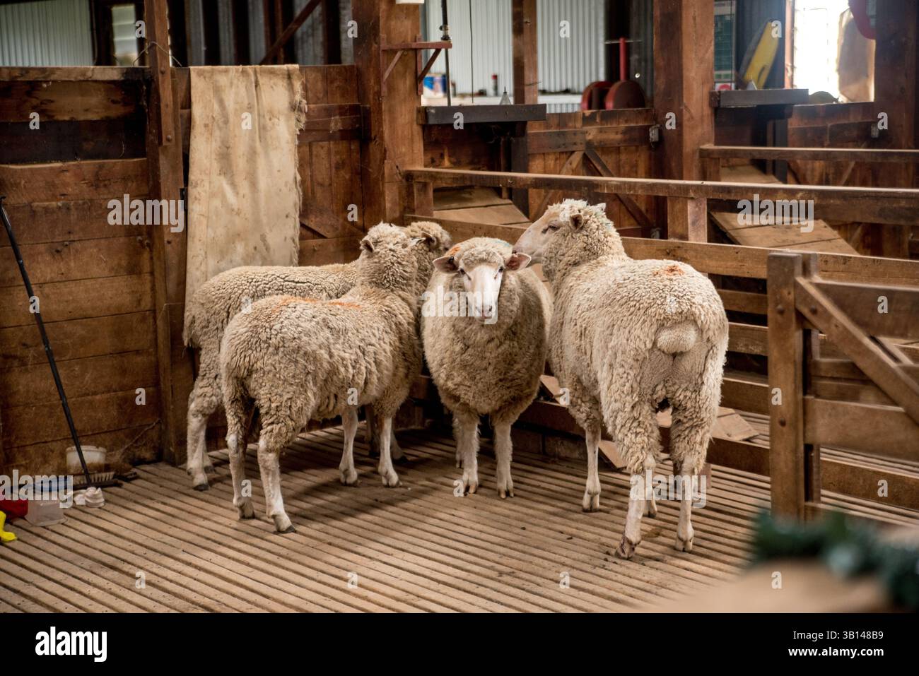 Portrait group sheep in barn hi-res stock photography and images - Alamy