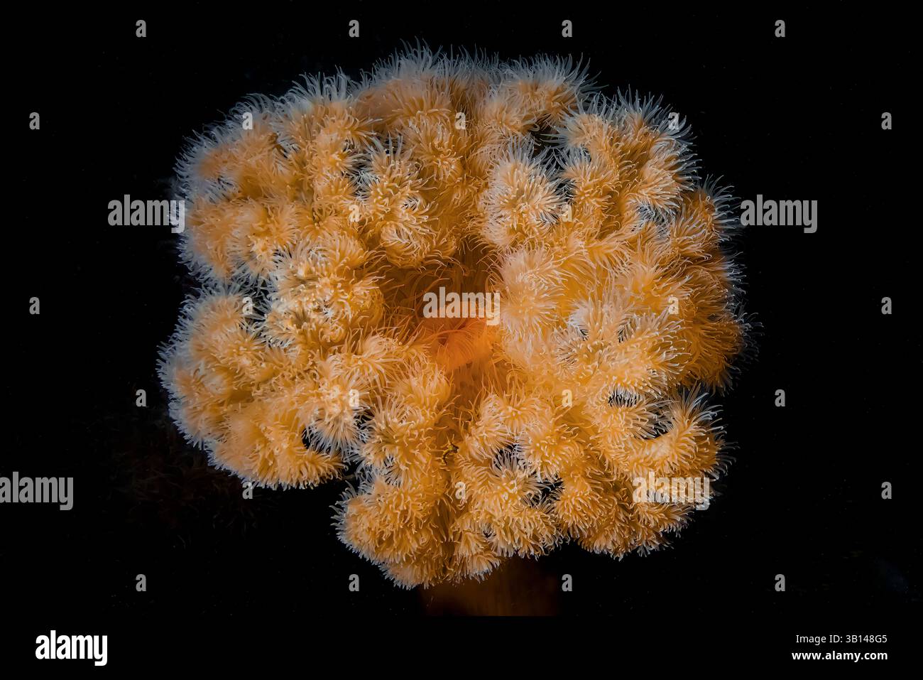 Giant Plumose Anemone, Metridium farcimen, Bremerton Marina, Washington ...