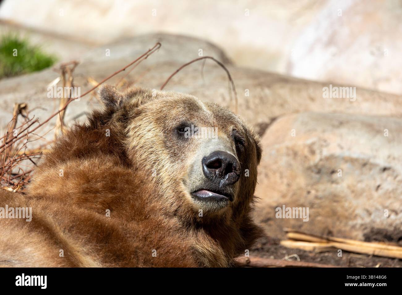 Grizzly nap hi-res stock photography and images - Alamy