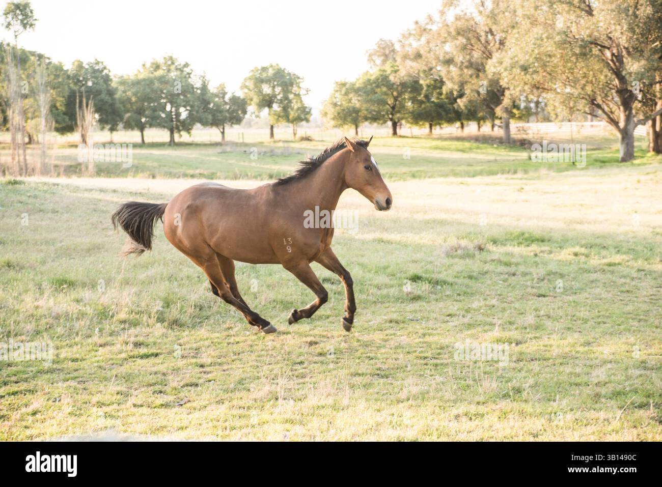 Thoroughbred arabian black stallion hi-res stock photography and images ...