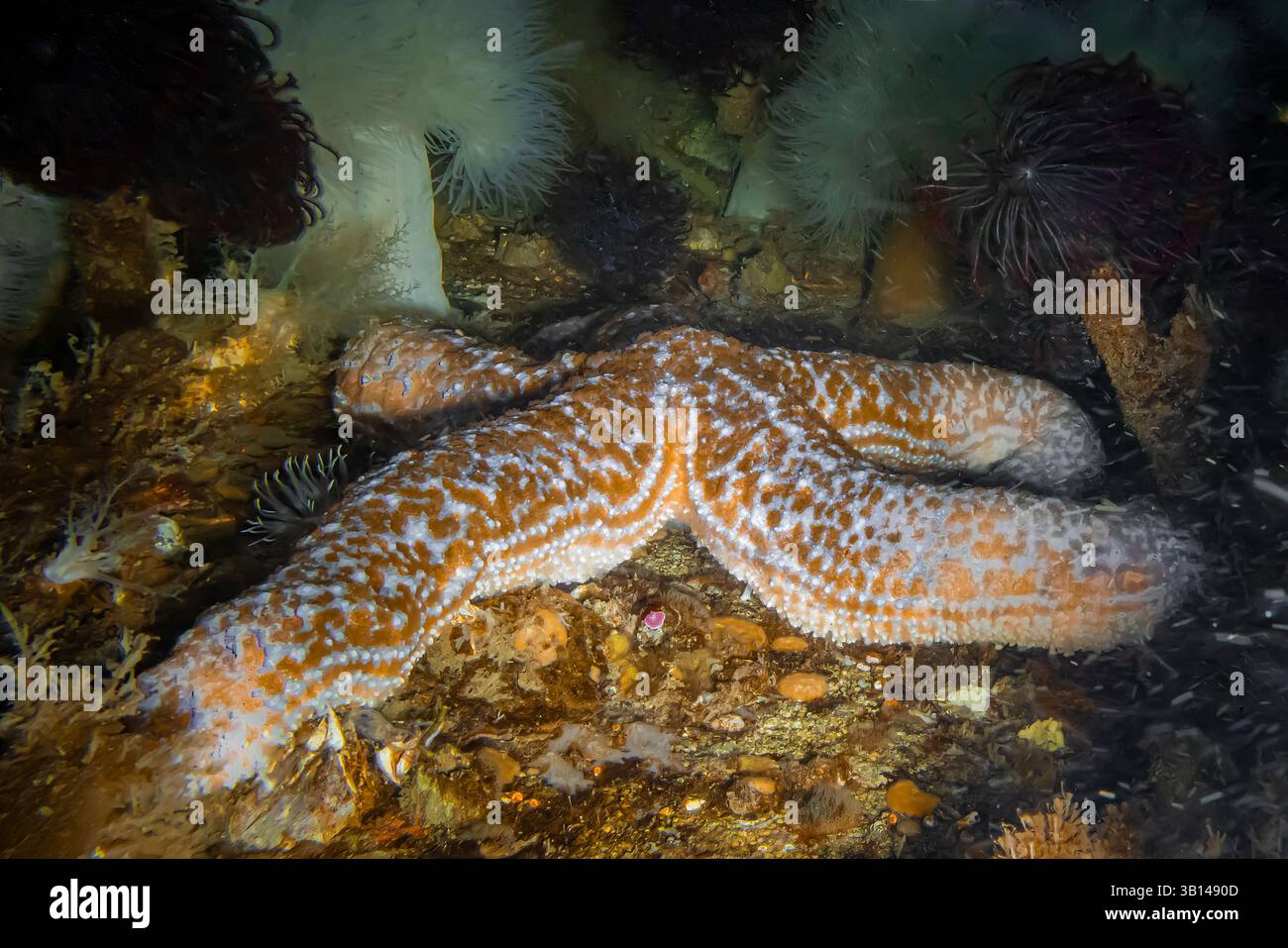 Starfish puget sound washington state hi-res stock photography and ...