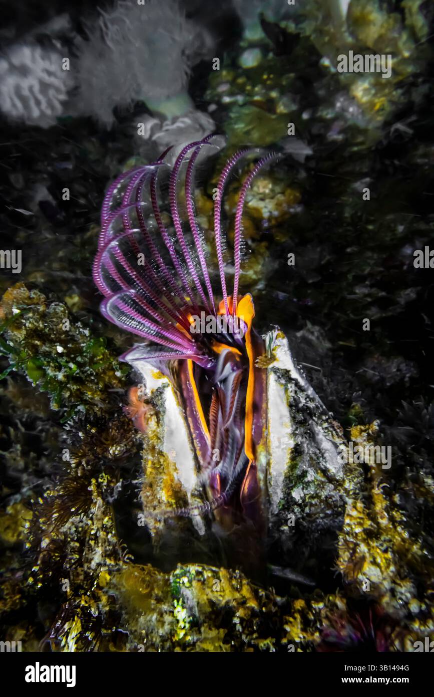 Giant Acorn Barnacle, Balanus nubilus, feeding in Bremerton Marina ...