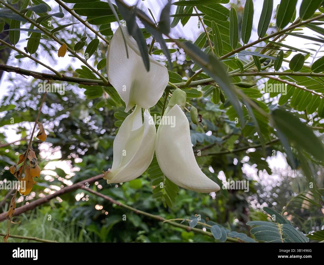 Turi flower sesbania grandiflora hi-res stock photography and images ...