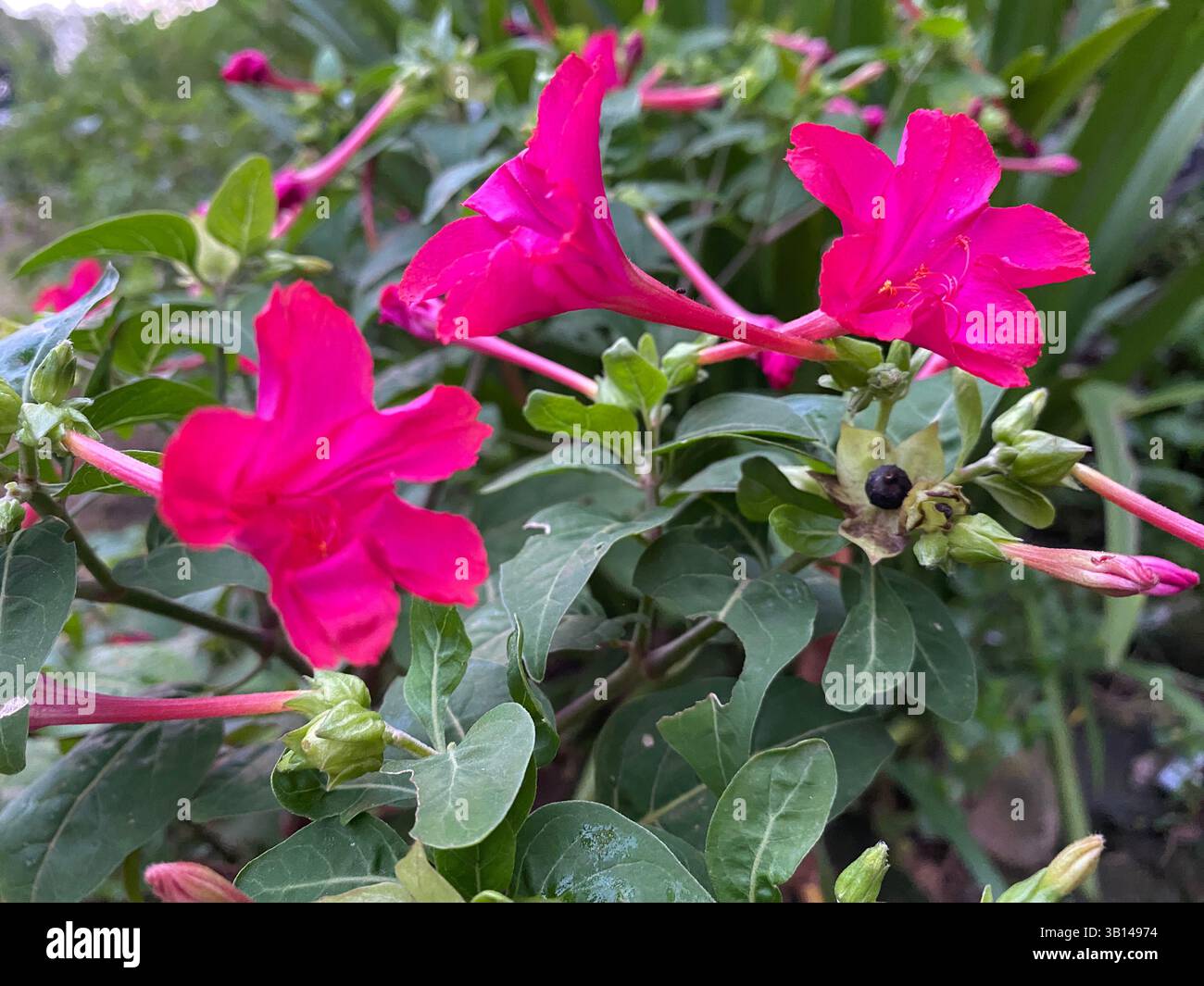 Mirabilis jalapa the marvel of Peru or four o'clock flower isolated ...