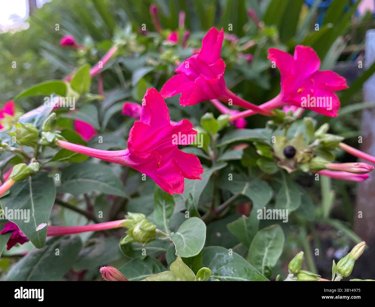 Mirabilis jalapa the marvel of Peru or four o'clock flower isolated ...