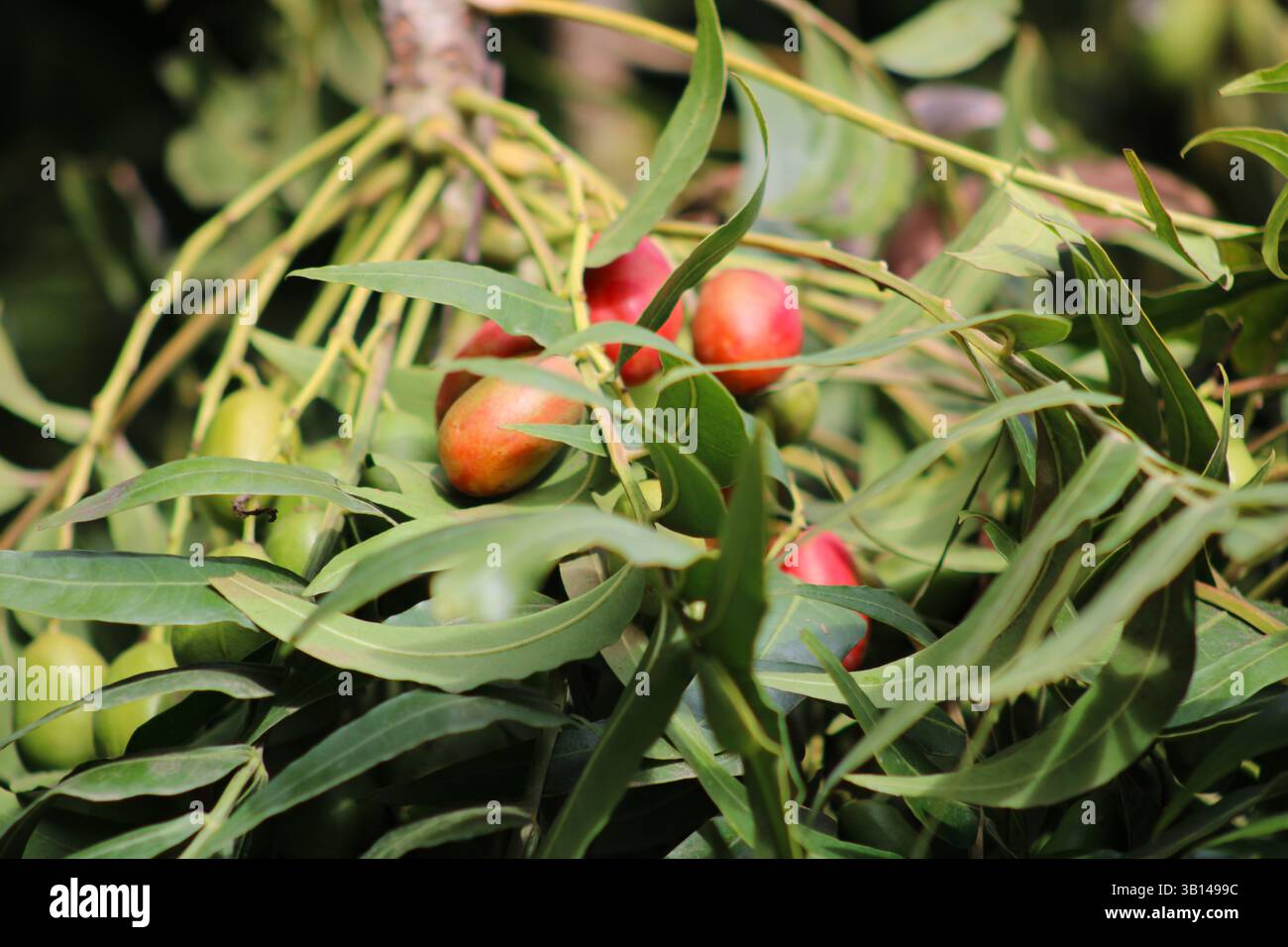 Leaves branch berries foliage hi-res stock photography and images - Alamy