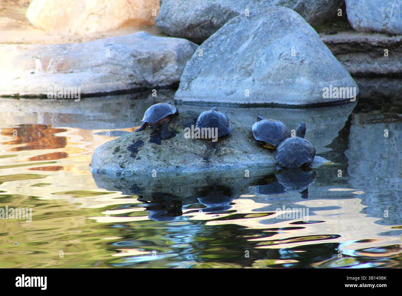 small turtle on rock by water Stock Photo - Alamy