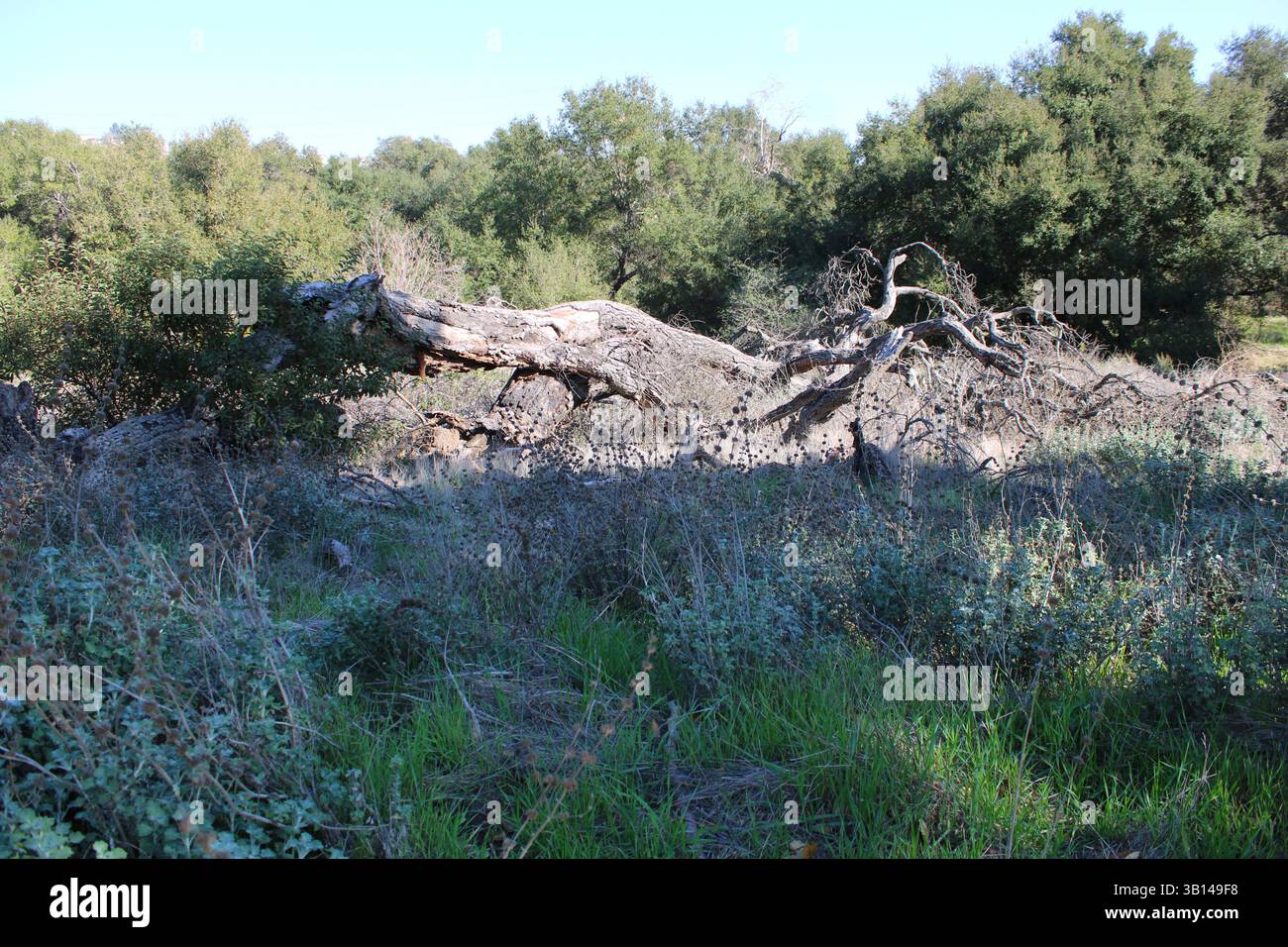 Craggly tree branches hi-res stock photography and images - Alamy