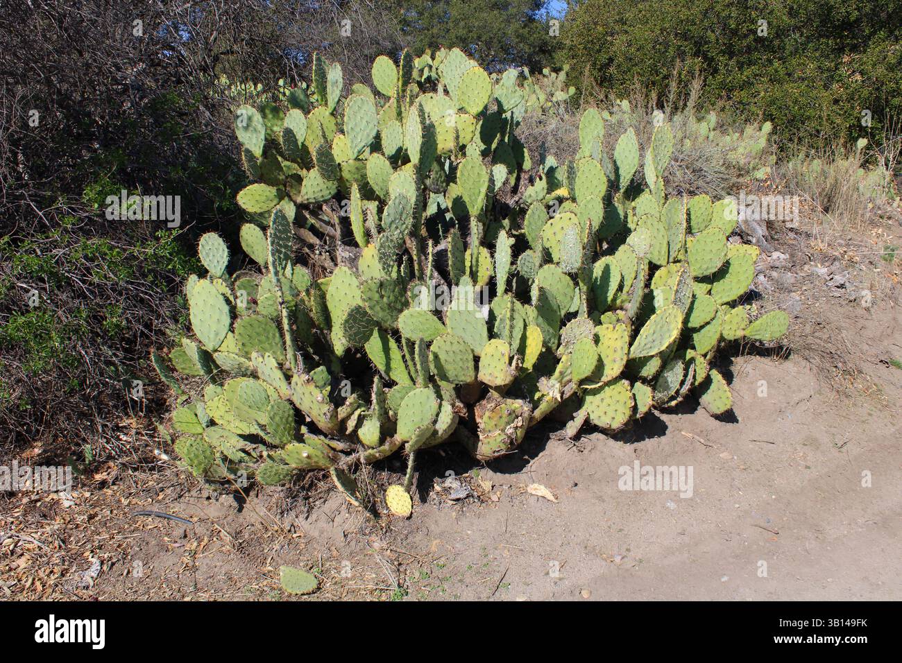 Green pear cactus hi-res stock photography and images - Alamy