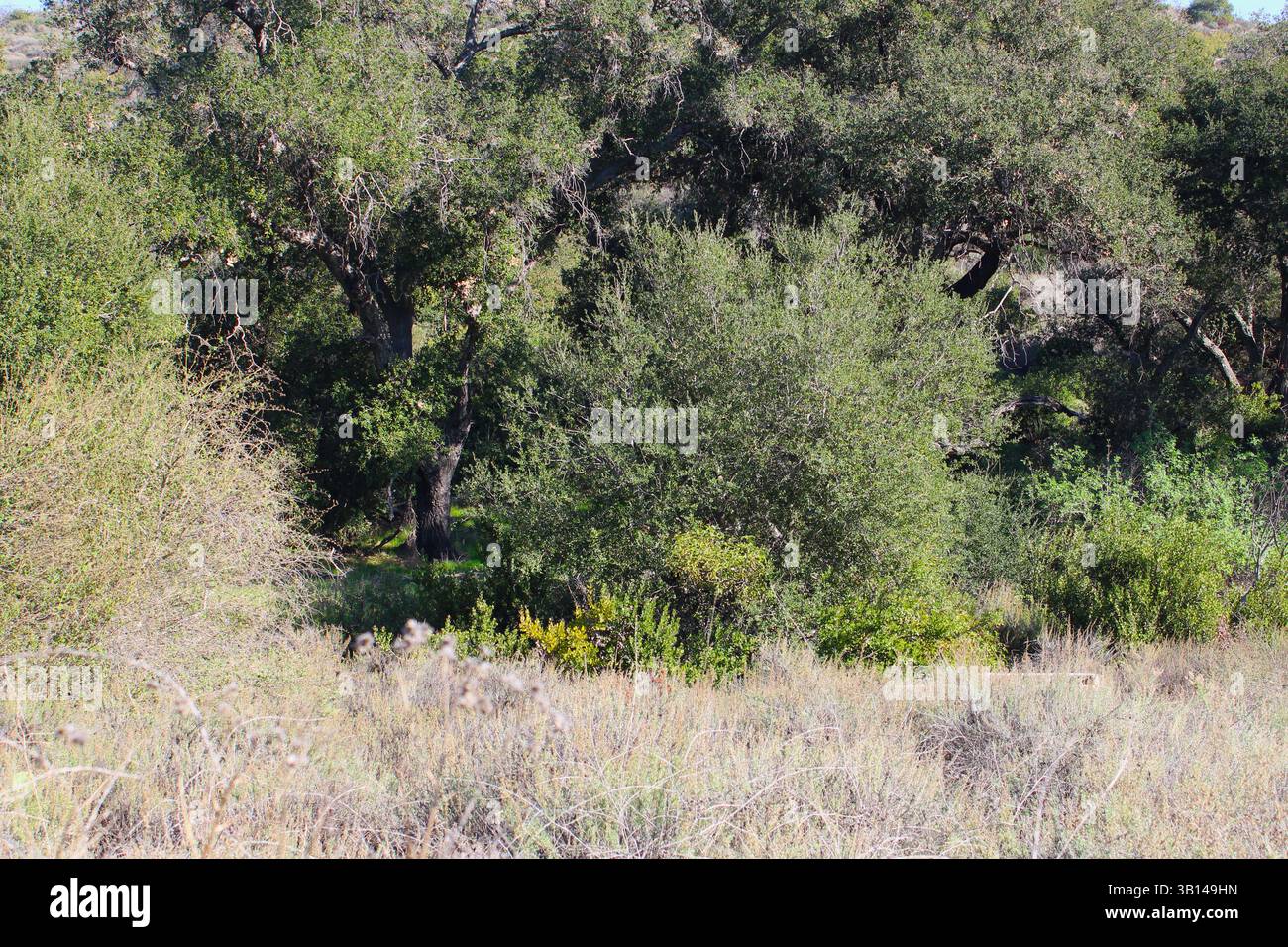 Natural forest landscape hi-res stock photography and images - Alamy