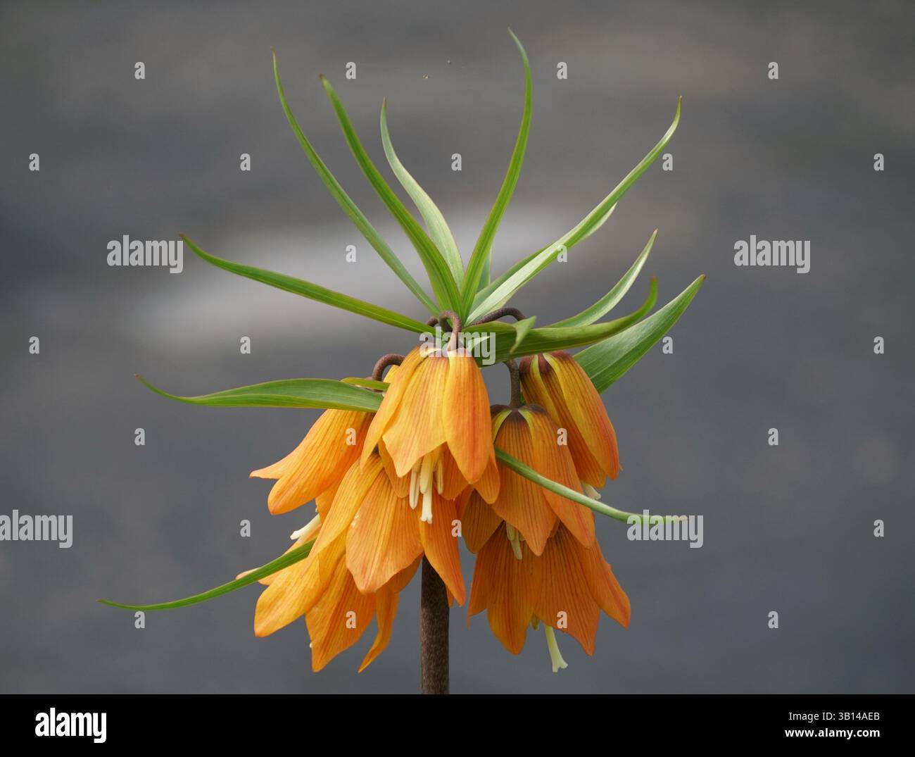 Unique bell shaped blooms hi-res stock photography and images - Alamy