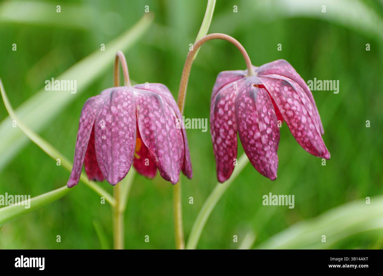 Showcasing petal forms hi-res stock photography and images - Alamy