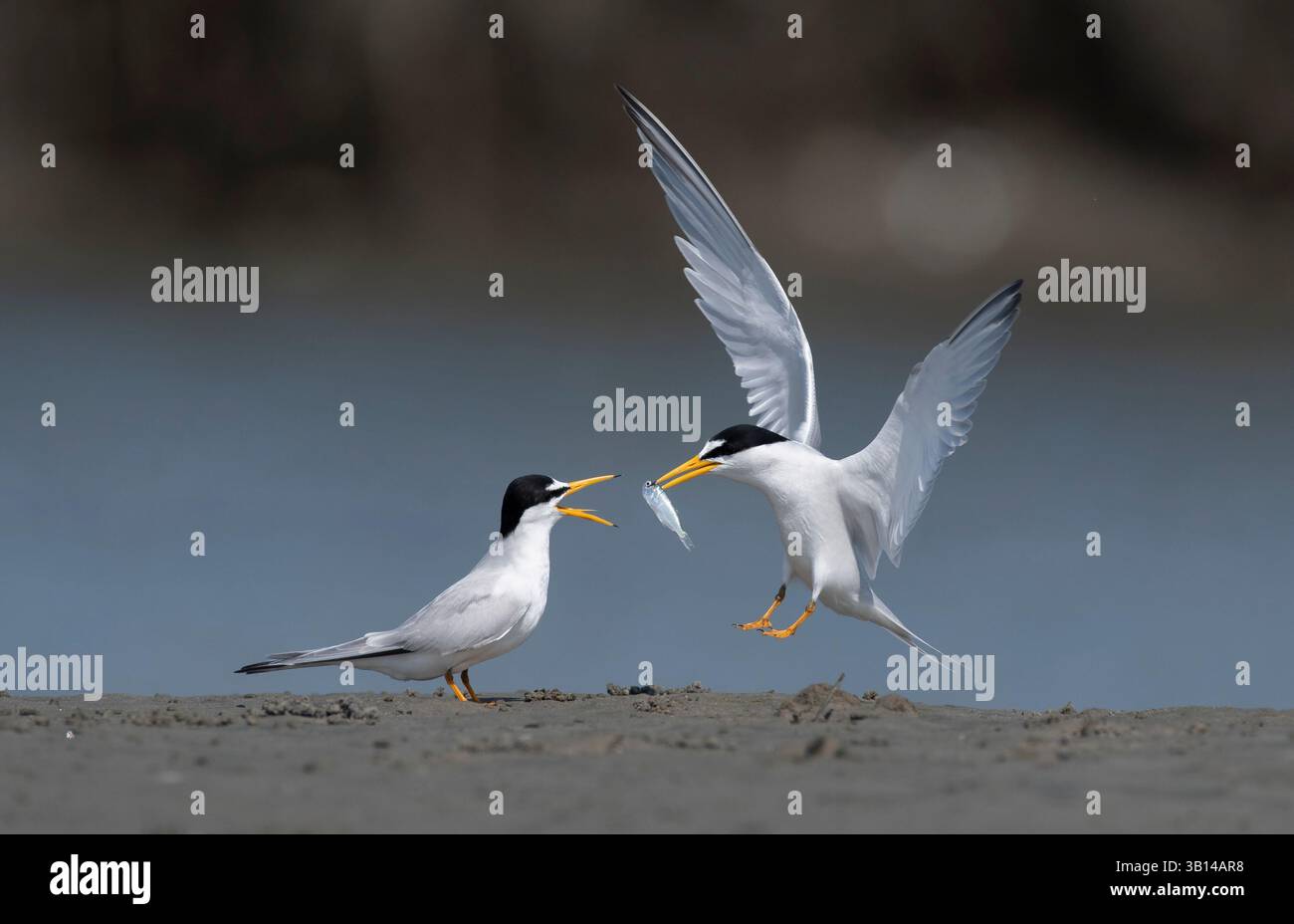 Least Terns courting along the Atlantic coast. Courtship involves ...