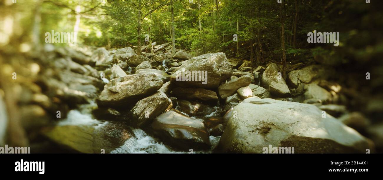 Panoramic forest, Catskill Mountains, Hunter, Greene County, New York ...