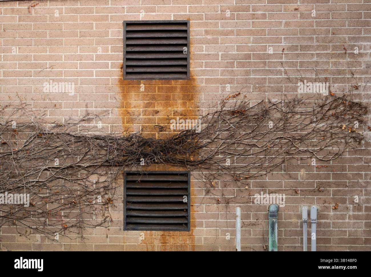 ivy branches growing across brick wall Stock Photo - Alamy