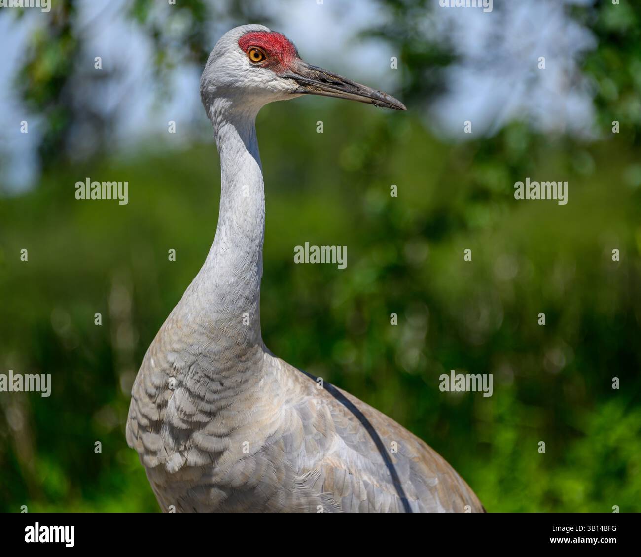 Sandhill crane foraging near water hi-res stock photography and images ...