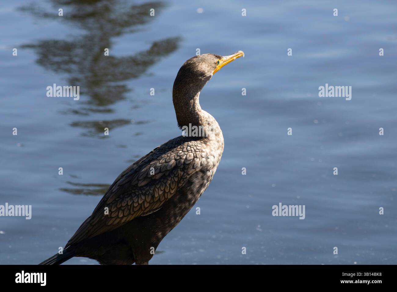 Bird long curved beak hi-res stock photography and images - Alamy