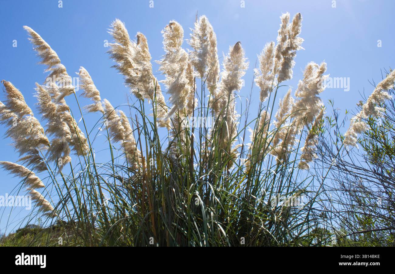 Seed feathers hi-res stock photography and images - Alamy