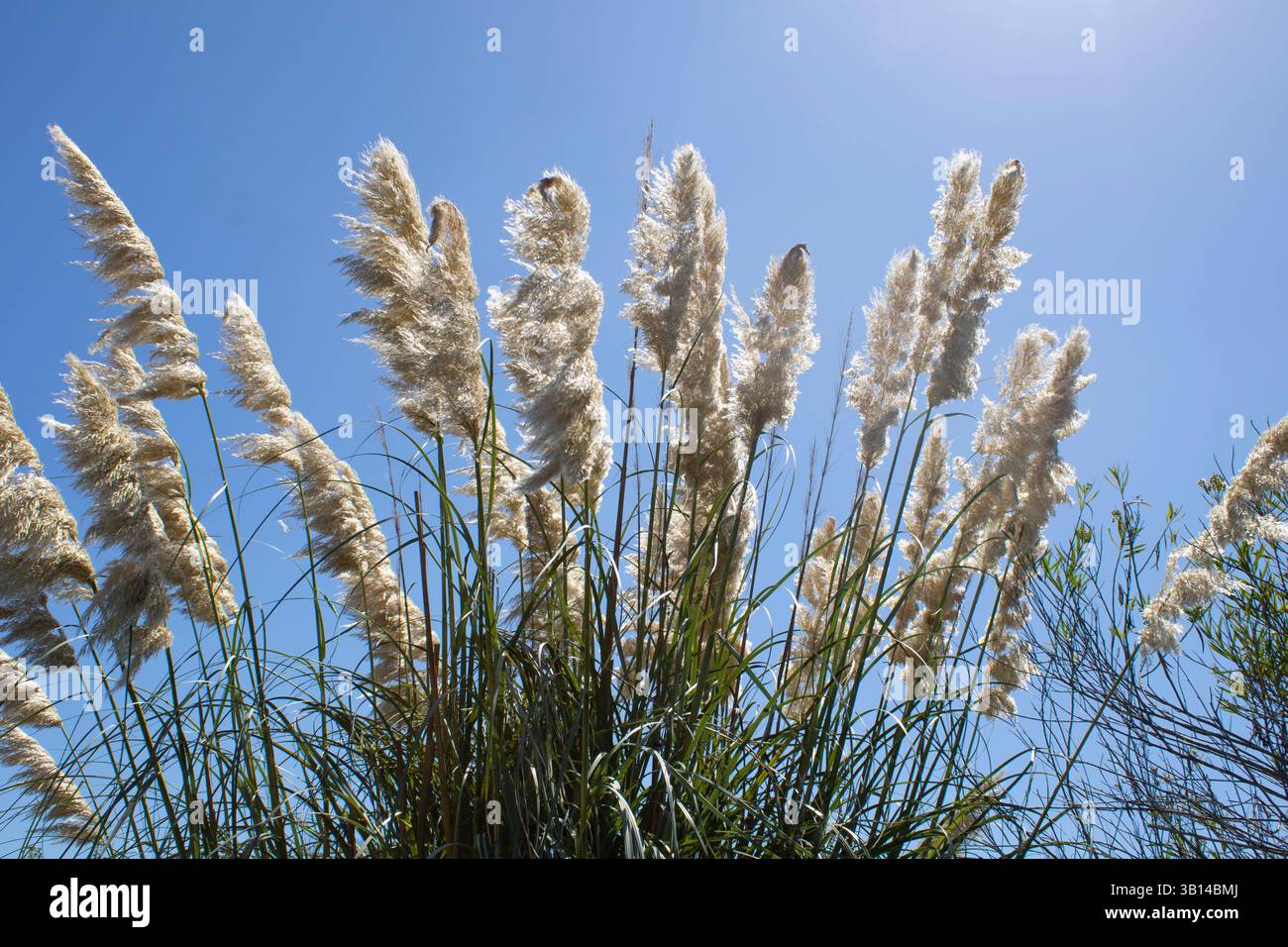 pampas grass feathers on plant Stock Photo - Alamy
