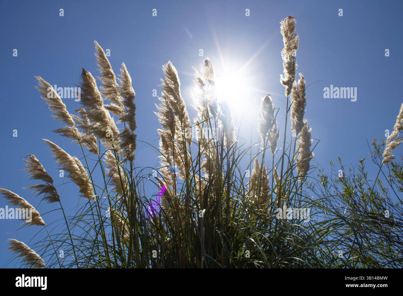 Pampas grass feathers on hi-res stock photography and images - Alamy