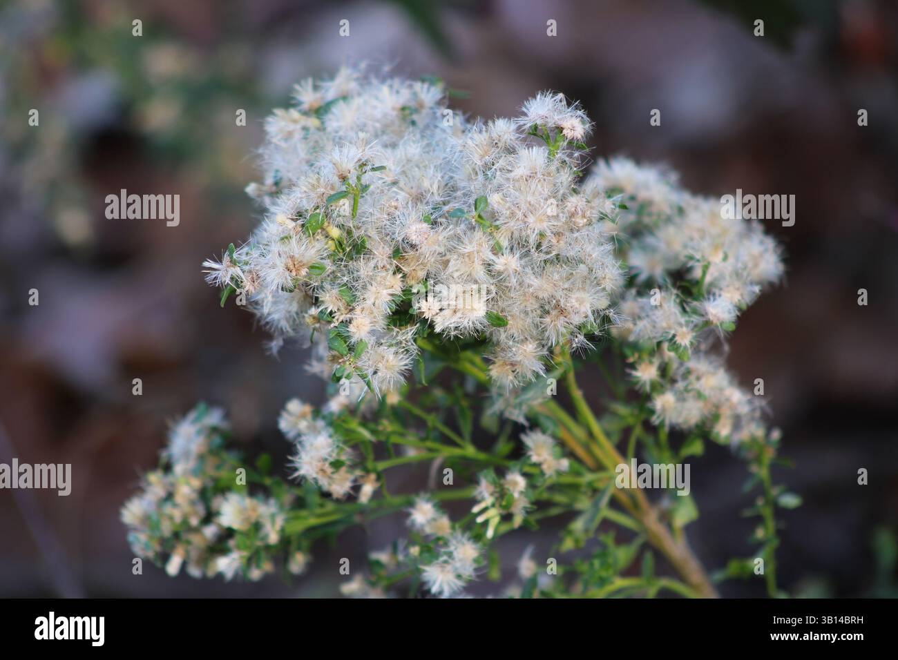 small fuzzy white flowers on plant Stock Photo - Alamy