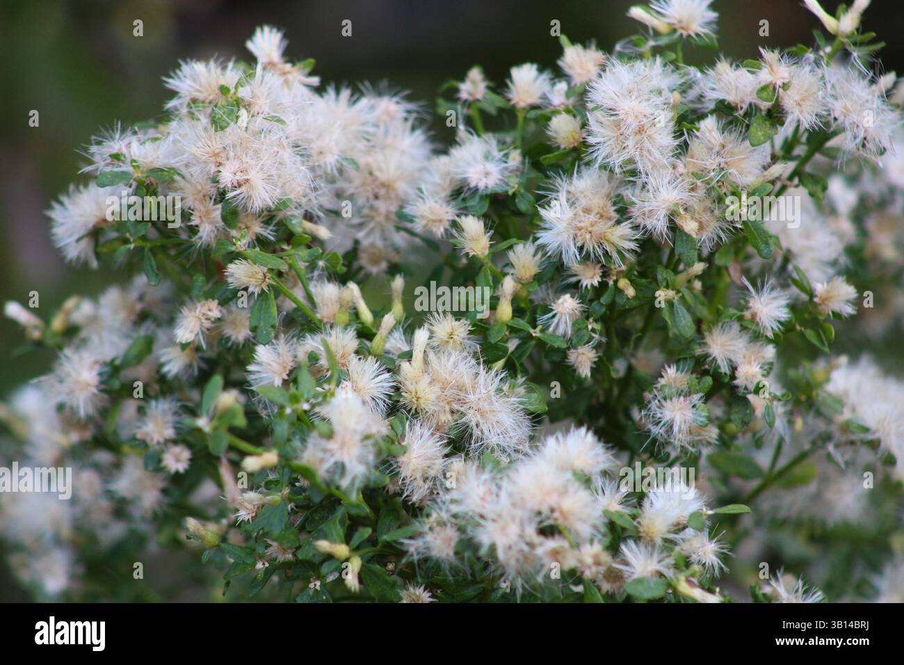 Small cluster of blossoms hi-res stock photography and images - Alamy