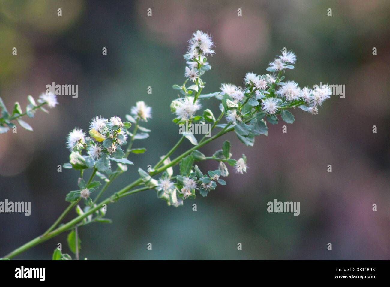 Fuzzy white flowers hi-res stock photography and images - Alamy