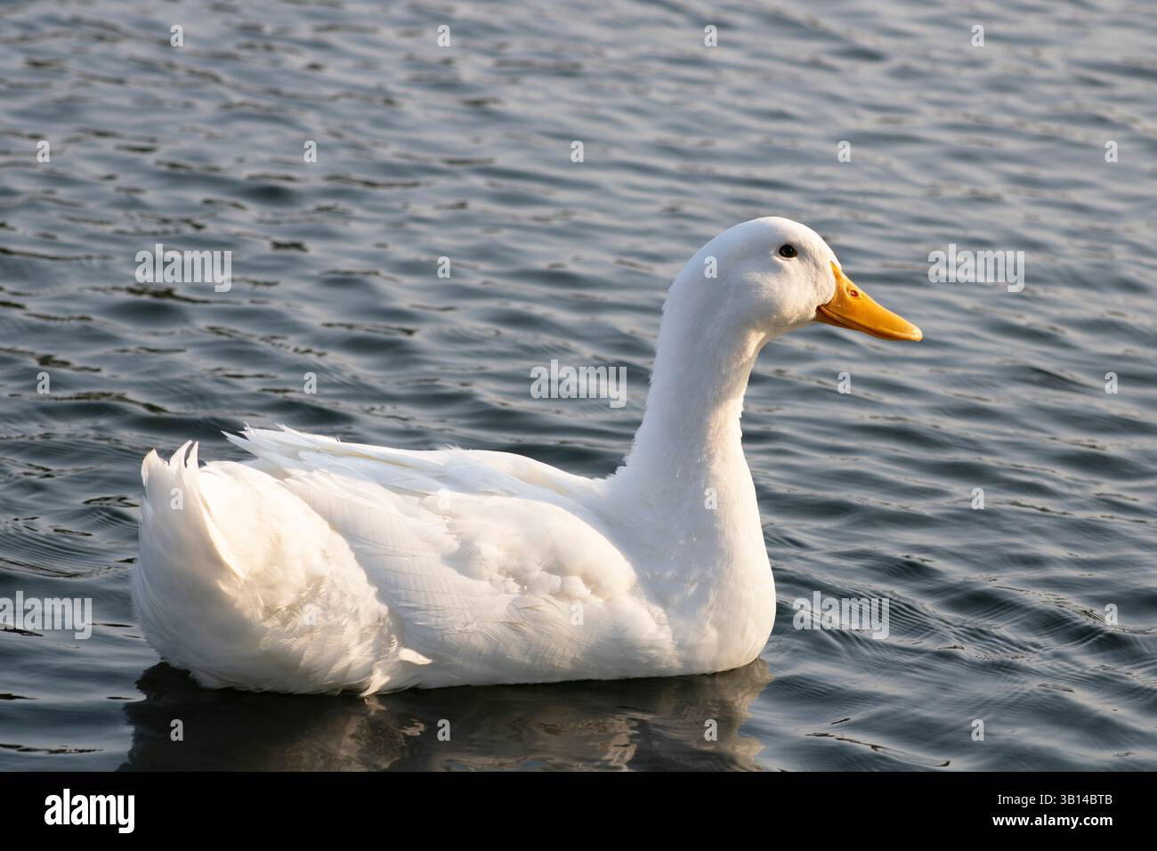white duck floating on blue water Stock Photo - Alamy