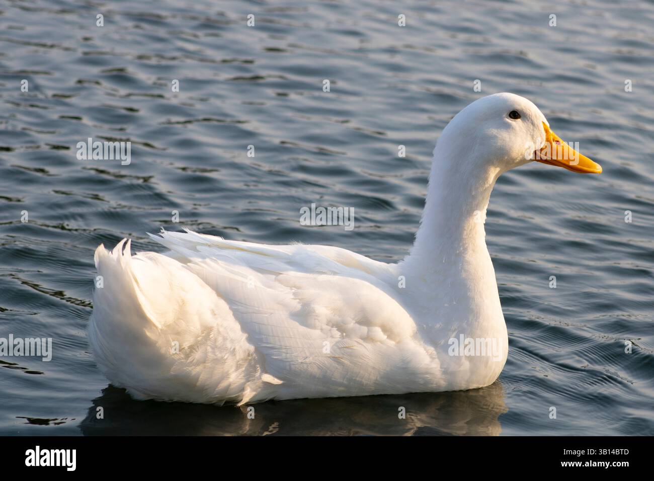 Blue calm water natural scene hi-res stock photography and images - Alamy