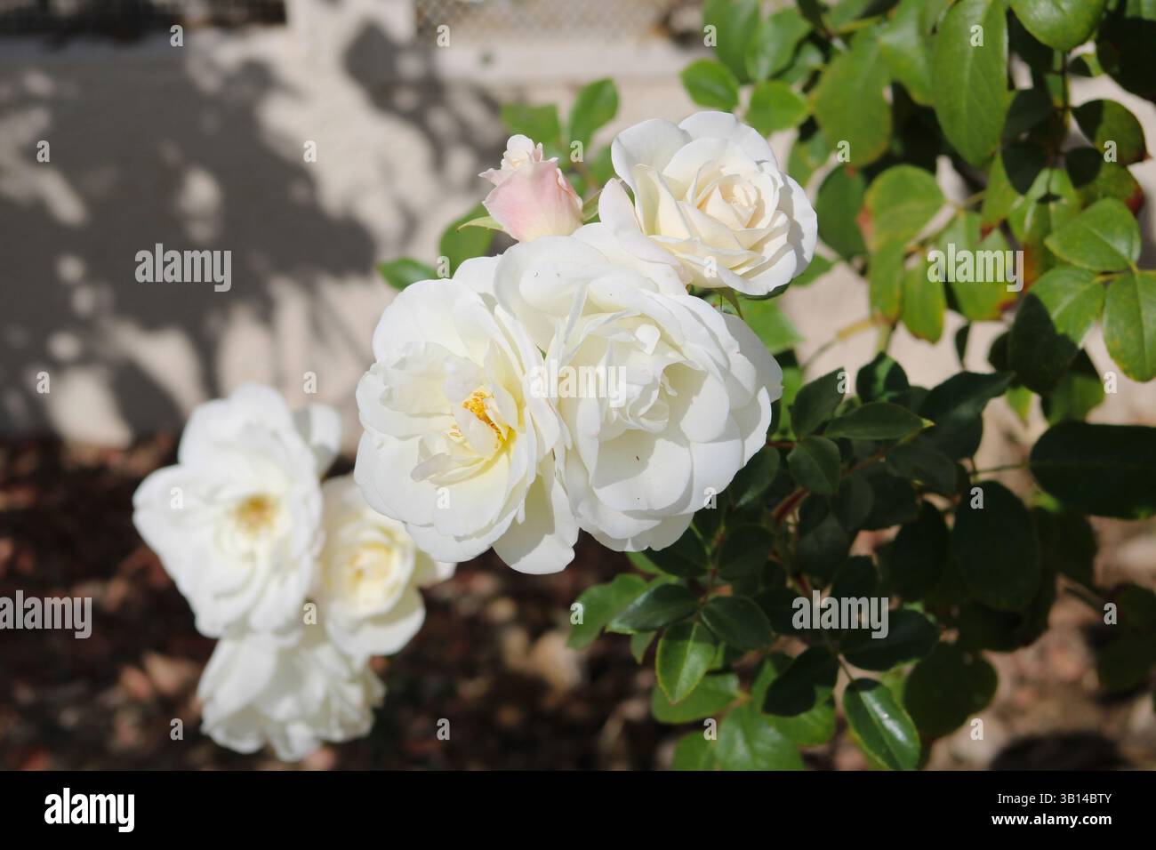 Elegant white flowers bloom hi-res stock photography and images - Alamy