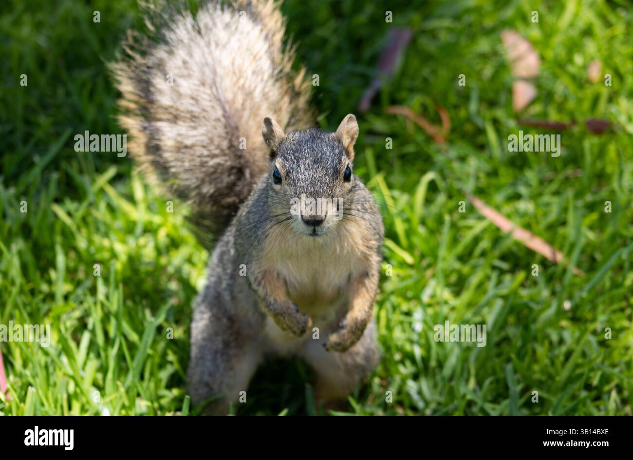 Daytime squirrel hi-res stock photography and images - Alamy