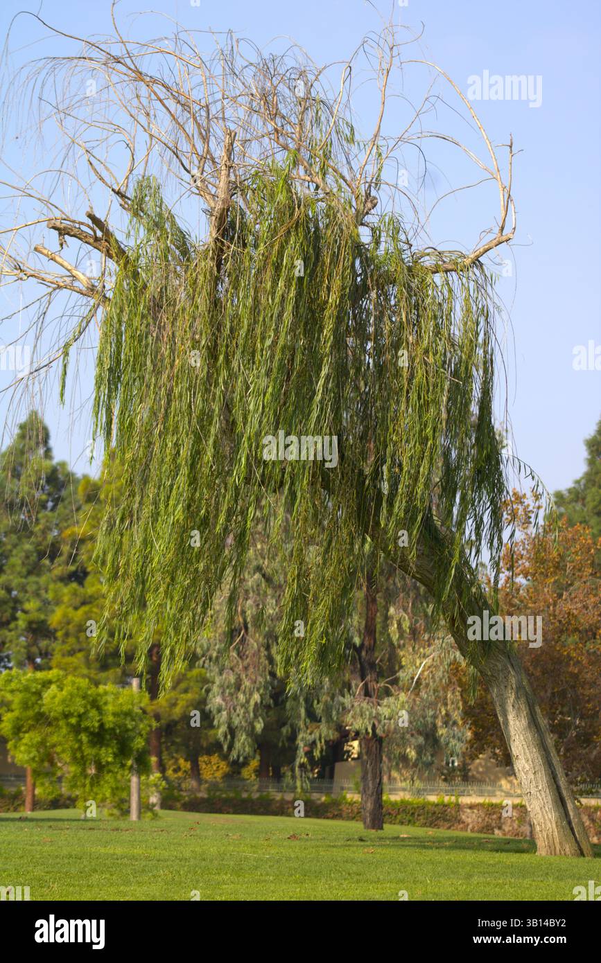 Tree branches in gentle breeze hi-res stock photography and images - Alamy