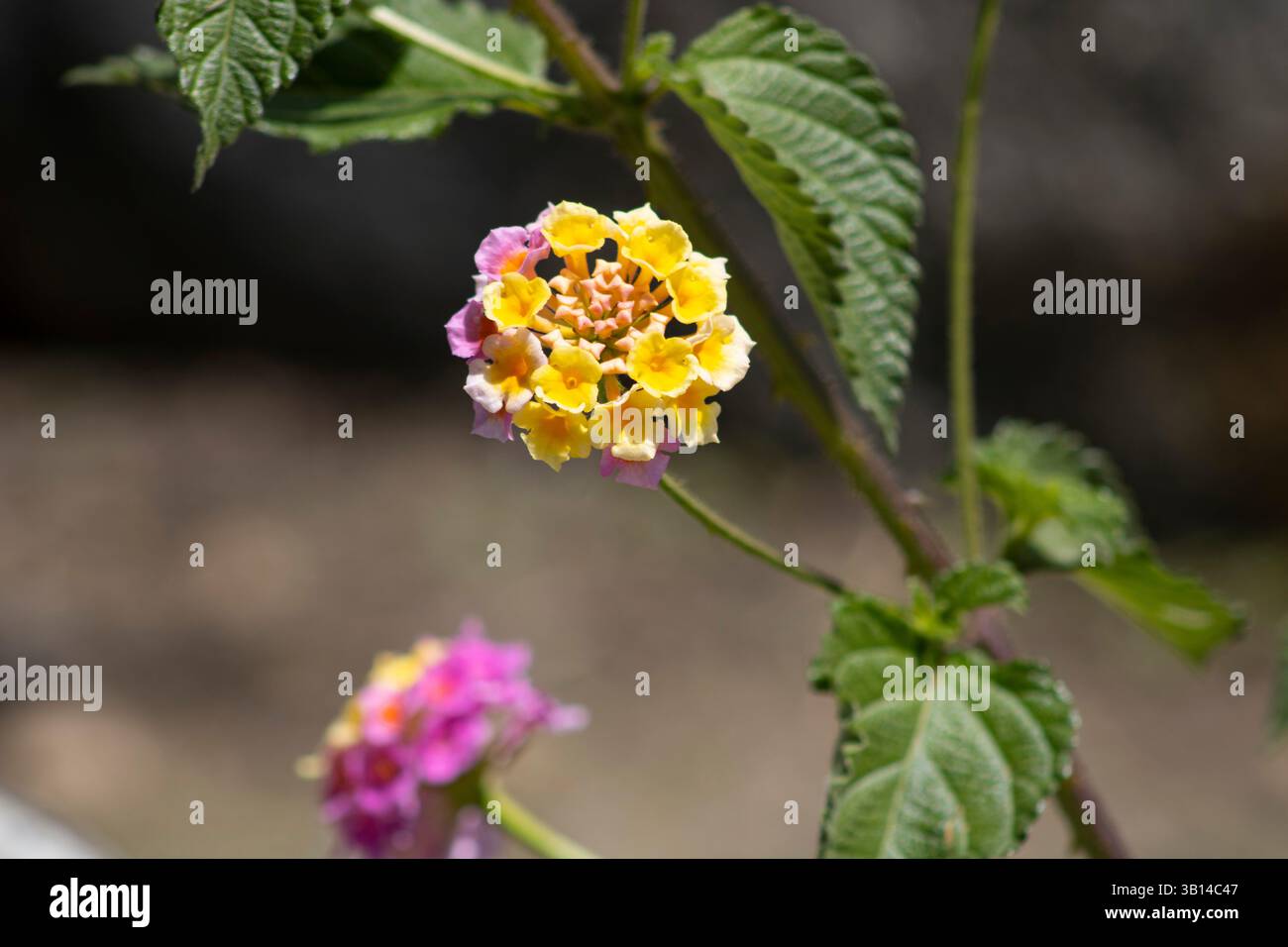tiny pink and yellow flowers on garden plant Stock Photo - Alamy