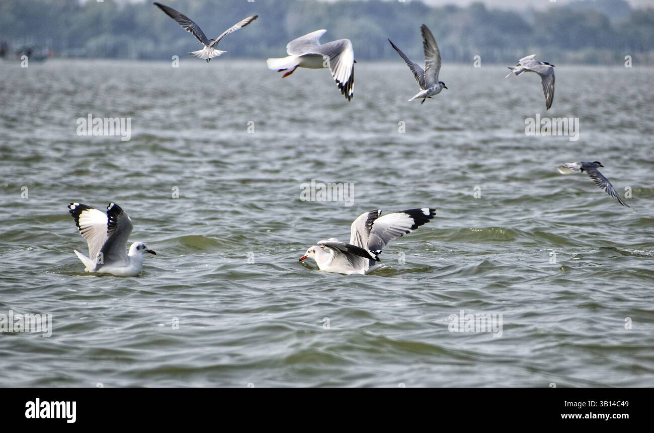 Flock of Seagulls birds fling over water of Chilika lake, puri orissa ...
